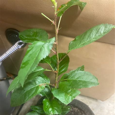 🍑 Propagating Plum Tree The Ultimate Guide