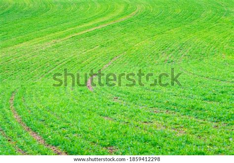 Patterns Mowed Into Grass Zig Zag Photos Images And Pictures Shutterstock