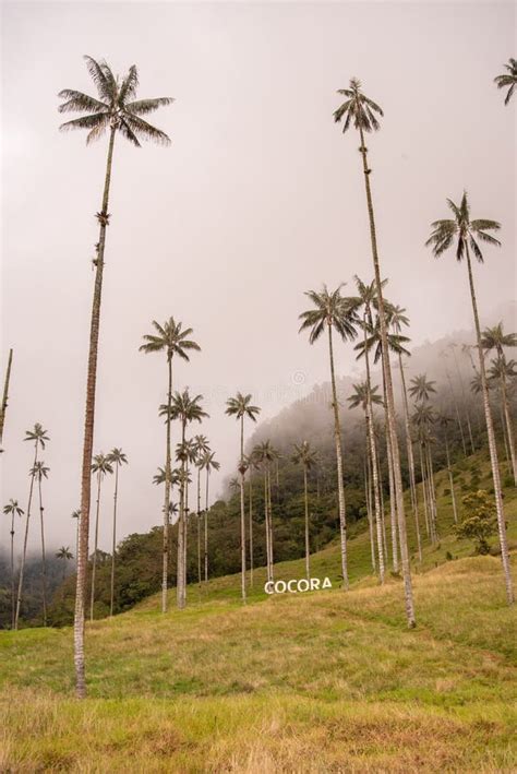 Vertical Photo Oin Cocora Valley With Wax Palms Trees Near Salento