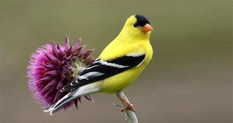 American Goldfinch Overview All About Birds Cornell Lab Of Ornithology