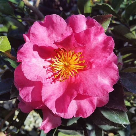 Camellia Sasanqua Shishi Gashira Mid Valley Trees