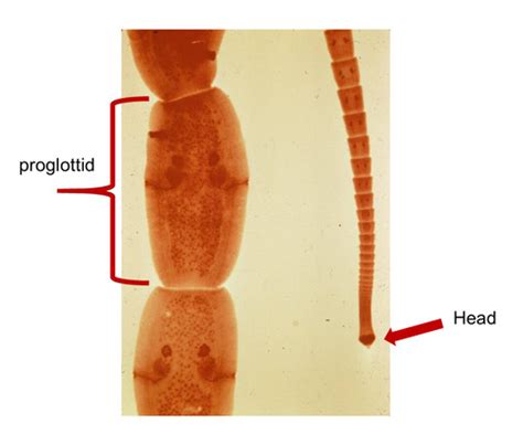 Cestodes Exam 2 Flashcards Quizlet