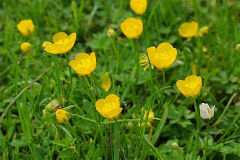 Ranunculus Repens