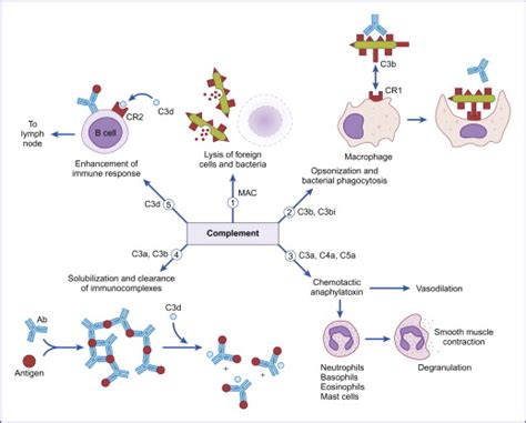 Complement Pathways Types Functions Regulation Microbe Online