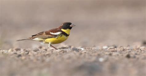 Largest Known Yellow Breasted Bunting Roost Found In Myanmar Birdguides