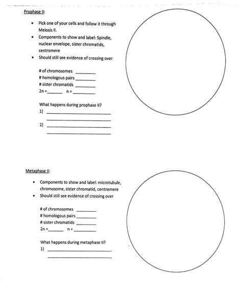 Solved Meiosis Worksheet Illustrate The Steps Of Meiosis