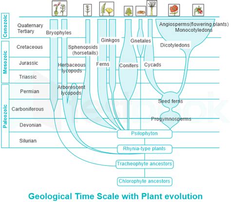Solved The Angiosperms Were Developed In