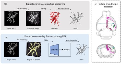 Neuronal Mesh Reconstruction From Image Stacks Using Implicit Neural Representations