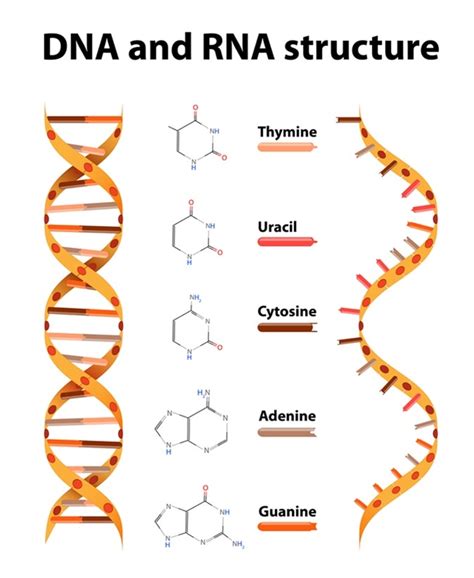 Microrna Profiling Methods And Applications