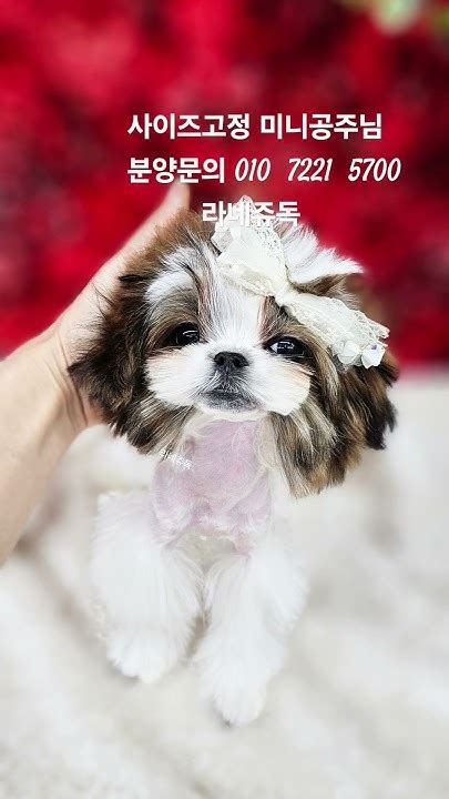 모델견 애견분양 강아지분양 말티츄분양 말티츄미니말티즈분양 시츄분양 시츄 미니시츄분양 책임분양 말티즈분양전국분양안심분양 Youtube
