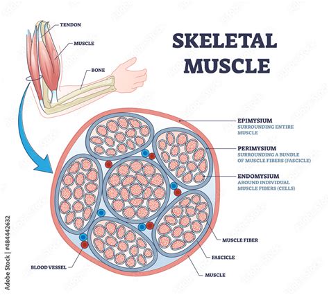 Naklejka Skeletal Muscle Description With Cross Section Structure