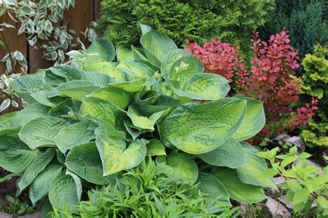 Best Varieties Of Hosta For Shade Mygardenlife