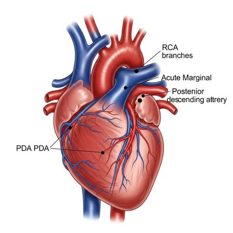 Posterior Descending Artery Stock Illustrations 17 Posterior