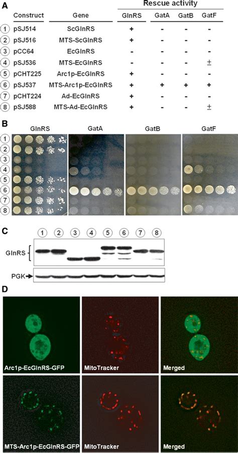 Complementation Assays For Ecglnrs And Its Derivatives Constructs Were