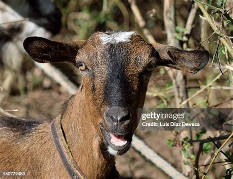 Goat Bleating Photos And Premium High Res Pictures Getty Images
