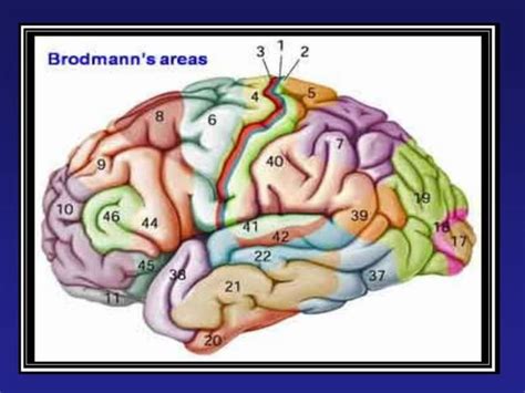 Physiology Of Cerebral Cortex Cerbral Cortexppt