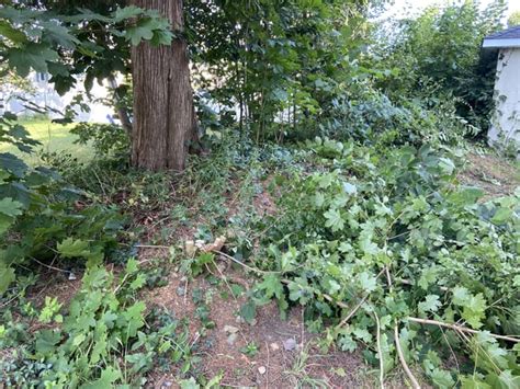 Neighbor Cut Down Buffer Trees At Night Rtreelaw