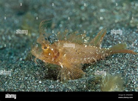 Ambon Scorpionfishes Pteroidichthys Amboinensis Other Animals Fish