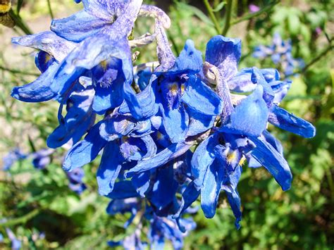 Kwiaty I Ro Liny Do Ogrodu Przyk Ady Fotografie Architekt Ogrodu