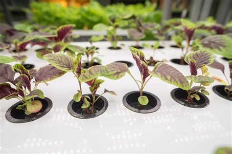 Red Amaranth — Aessensefresh