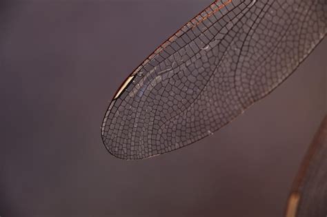 Premium Photo Closeup View Of Dragonfly Wing