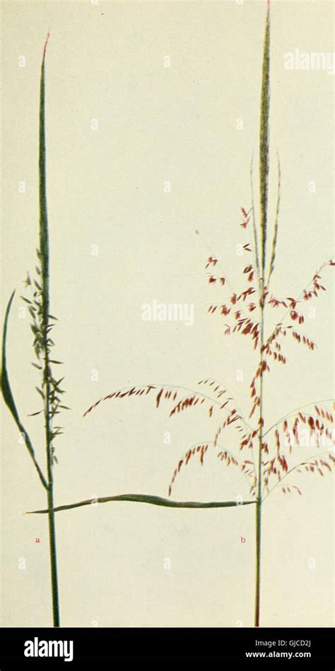 The Book Of Grasses 1912 Provides An Illustrated Guide To Common