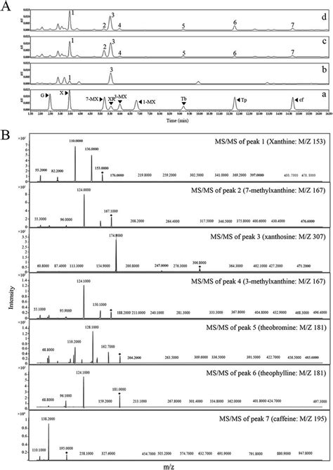 HPLC And LC MS MS Analysis After Expression Of Different Types Of CaXMT Download Scientific