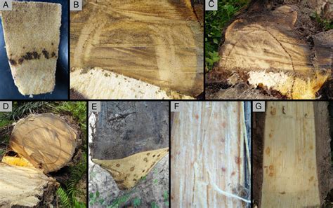 Symptoms Caused By Bursaphelenchus Cocophilus The Red Ring Nematode