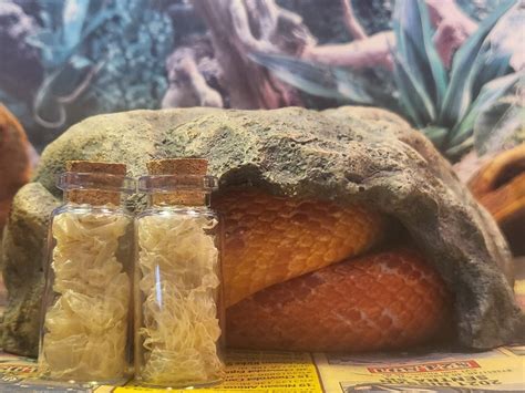 Real Snake Skin Shed Ethically Sourced For Wicca Hoodoo Witchcraft