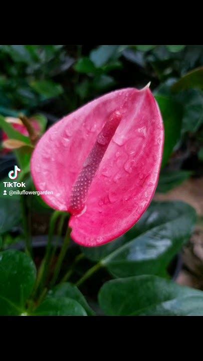 ගෙදර ලස්සනට මල් හදන කෙනෙකුට 🎀 මිසාකි 🎀පදුරු 05මrs 1500👉 Agri Plants Garden Flowers