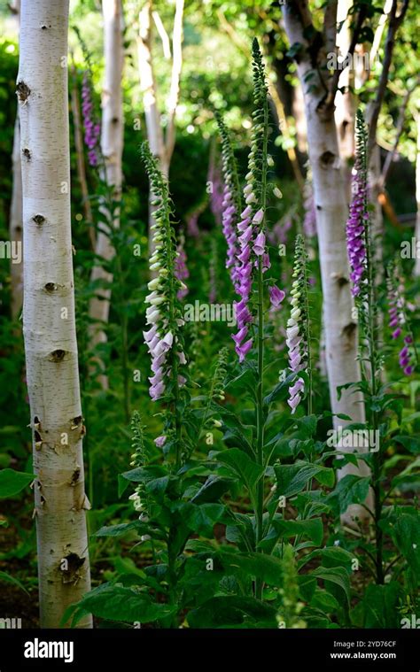 Digitalis Purpureafoxglovefoxglovestree Grovebetula Pendulasilver