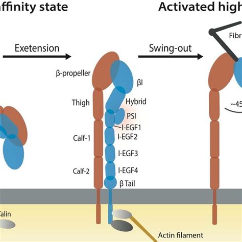 Schematic Representation Of The αiibβ3 Integrin Extension And Swing Out Download Scientific