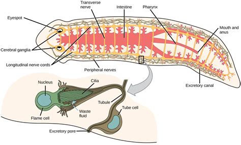 Earthworm Excretory System Diagram
