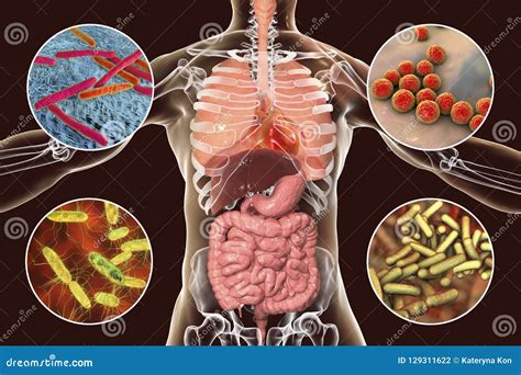 Human Pathogenic Microbes Respiratory And Enteric Pathogens Stock