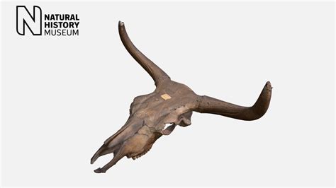 Aurochs Skeleton