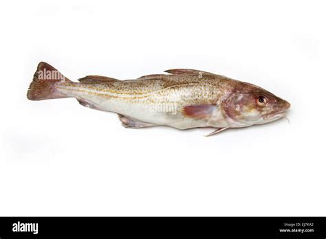 Whole Atlantic Cod Gadus Morhua Fish Isolated On A White Studio