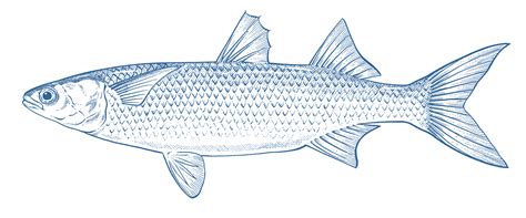 Sea Mullet Goodfish Australias Sustainable Seafood Guide