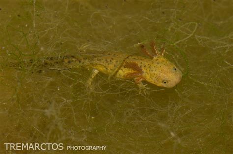 Newt Larva TREMARCTOS