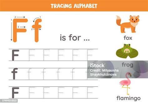 영어 알파벳의 모든 글자를 추적합니다 어린이를 위한 유치원 활동 대문자와 소문자 쓰기 F 개구리 플라밍고 여우의 귀여운 그림입니다 인쇄 가능한 워크시트 0명에 대한 스톡