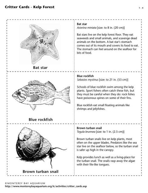 Monterey Bay Aquarium Coloring Pages 2025