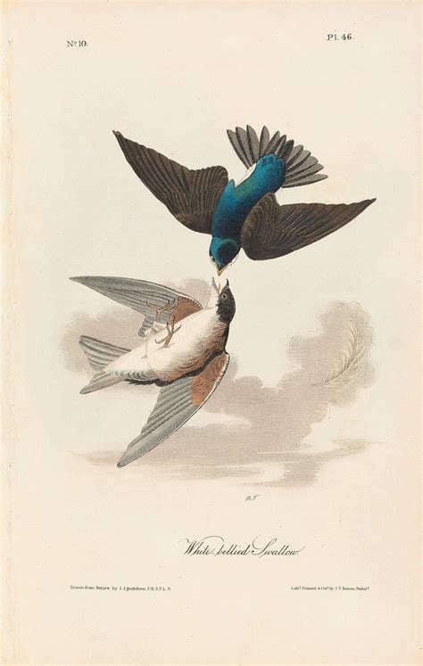 Audubon Octavo Pl 46 White Bellied Swallow By Oppenheimer Editions