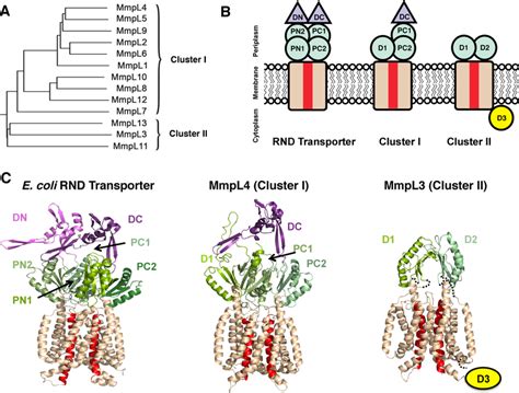 Iron Acquisition In Mycobacterium Tuberculosis Pmc