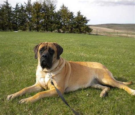 Saint Bermastiff Saint Bernard And Mastiff Mix Facts Pictures