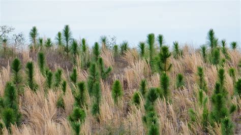 Longleaf Pine Forests Thrive On Controlled Burns Popular Science
