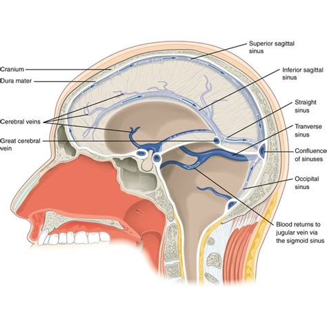 Inferior Sagittal Sinus