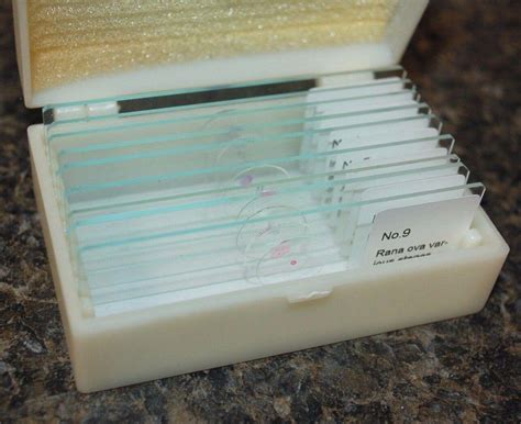 Cell Division Microscope Biology Slide Set Zco 002 3858810535