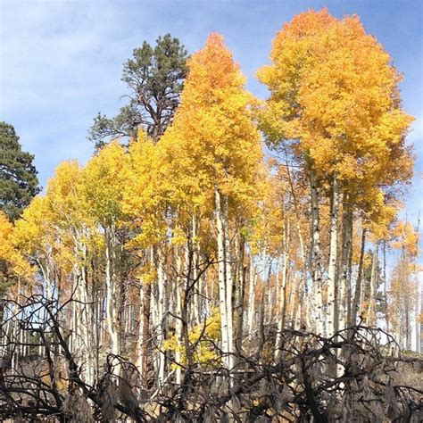 Stream Sparta Trees V2 Base By Charliedm Listen Online For Free On