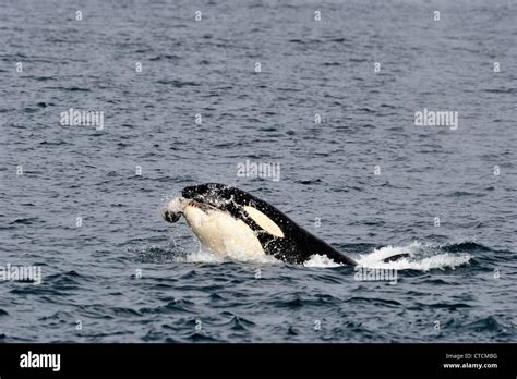killer whale orcinus orca spy hopping transient pod summer harbor