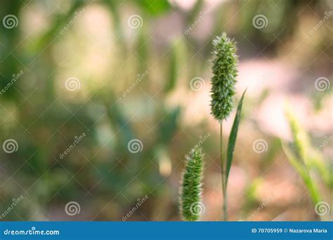 Timothy Grass Stock Image Image Of Culm Blade Green 70705959
