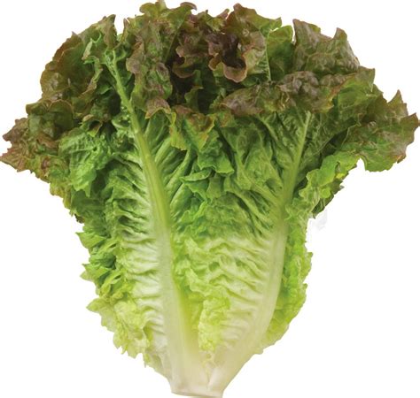Lettuce Types Nutrition Facts Calories Carbs Health Benefits